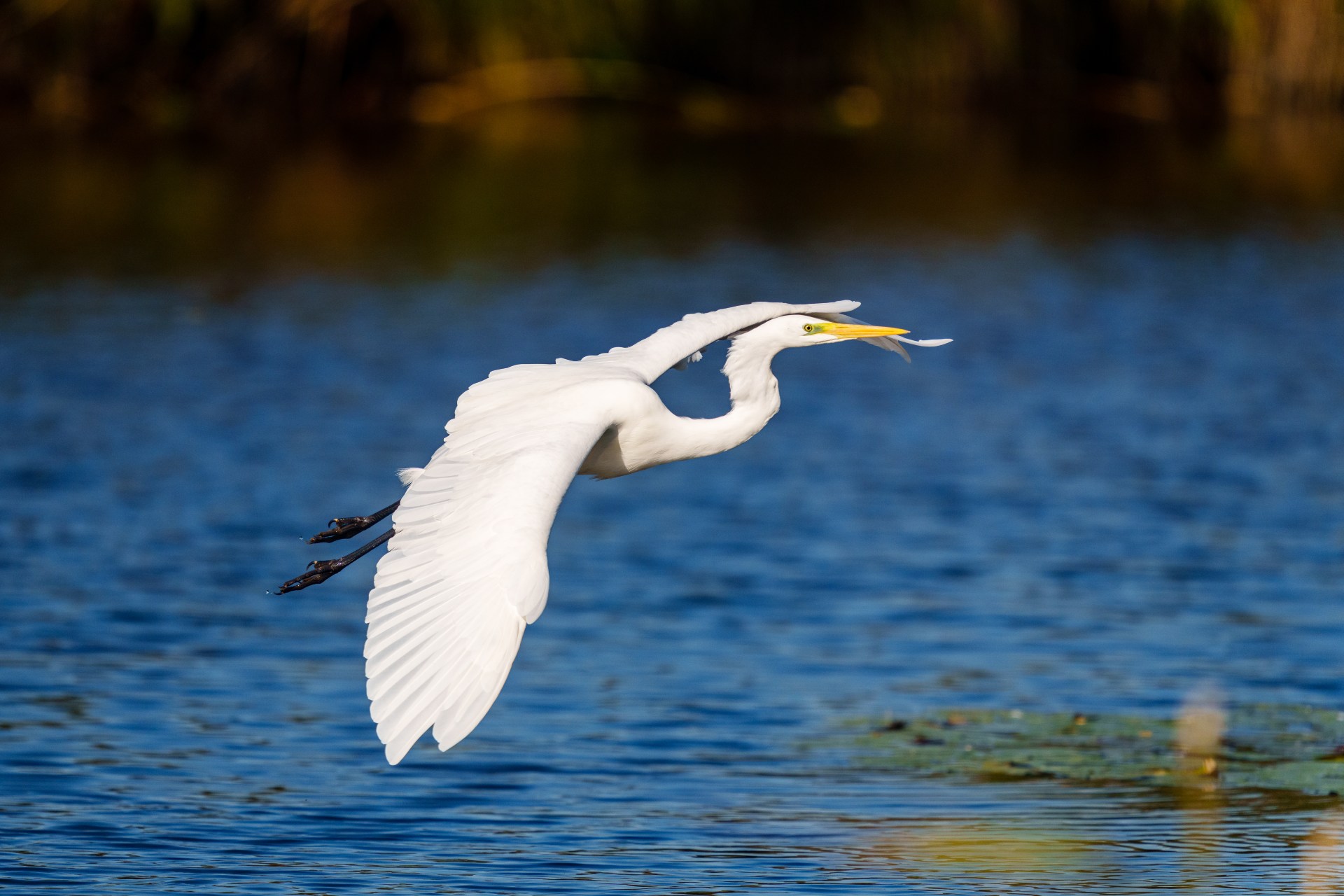 Large gatherings of waterbirds | Estavayer-le-Lac Région
