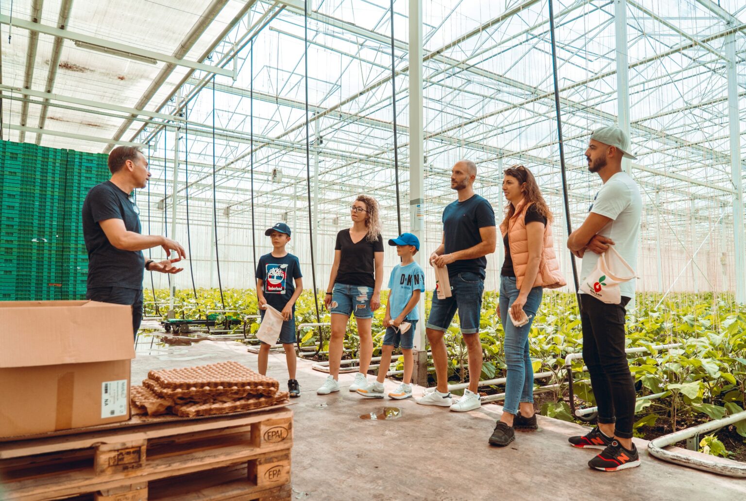 Alpine cattle descent | Region of Fribourg